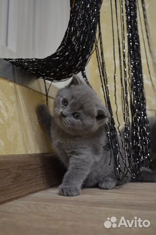 Продаются шотландские малыши