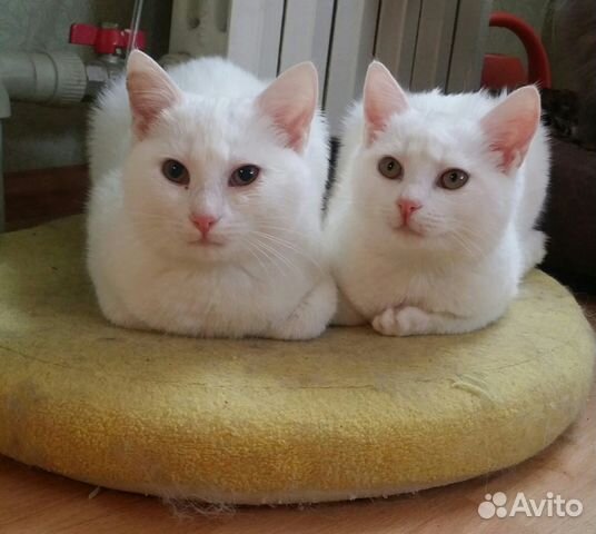 Белоснежные котята ищут дом и заботливых хозяев