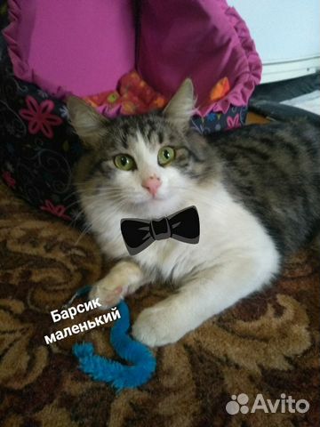 Барсик, Маша, Маруся, Белка и Атос