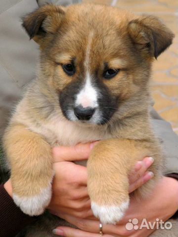 Кутята в дар