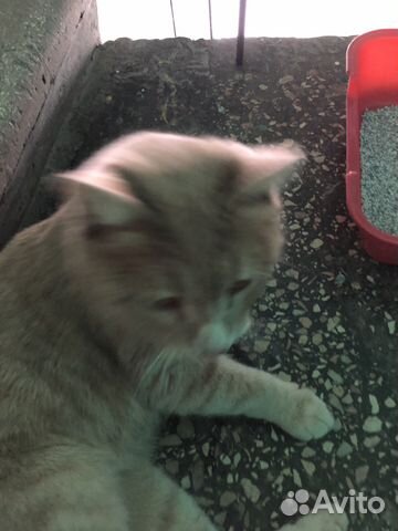 Подарите счастье и жизнь кошечке