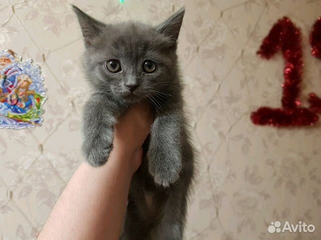 Девочка русская голубая