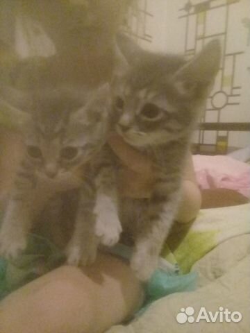 Котята серебро девочки и мальчики 1.5месяца