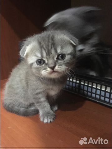 Котёнок шотландский вислоухий