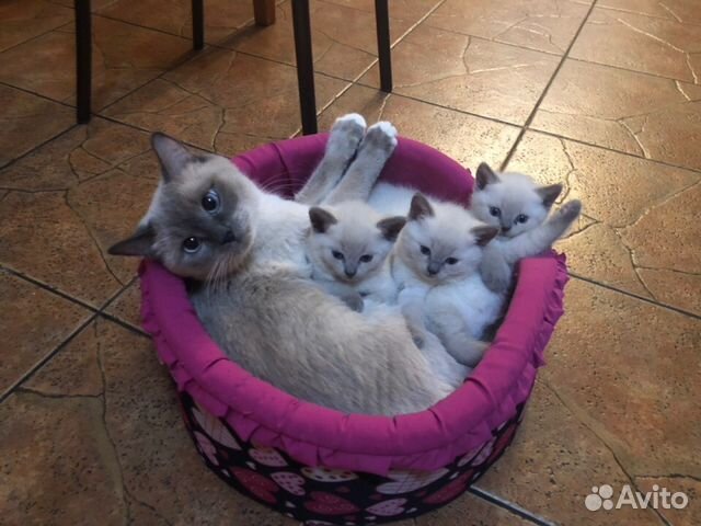 Британские котята редкого окраса блю-поинт