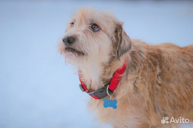 Рыжее солнышко Нора, метис в дар