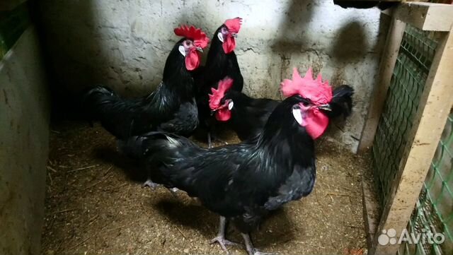 Петухи Барбезье
