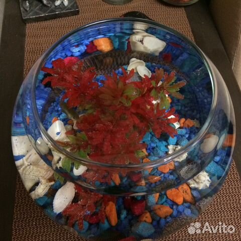 Отдам бесплатно аквариум с рыбкой (лялиус)