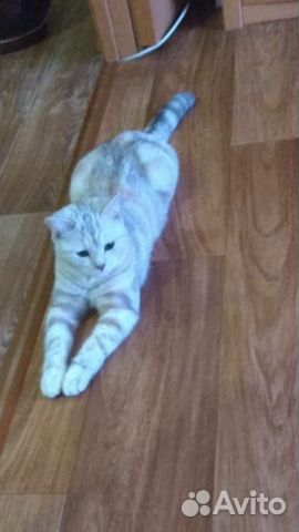 Отдам шотландскую кошку 7 месяцев
