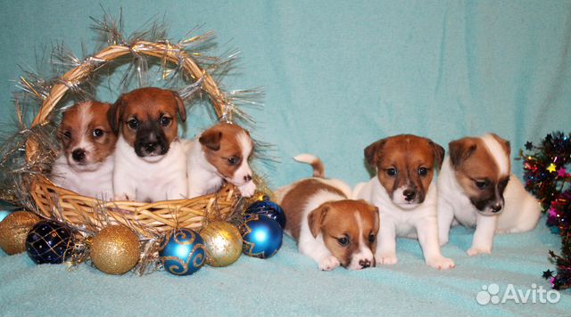 Щенки кобелёчки джек рааселы