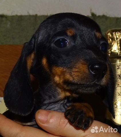 Щенки таксы кролик и миники