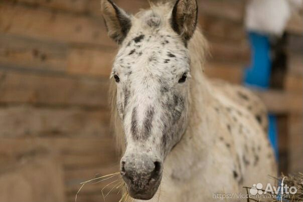 Продам лошадей