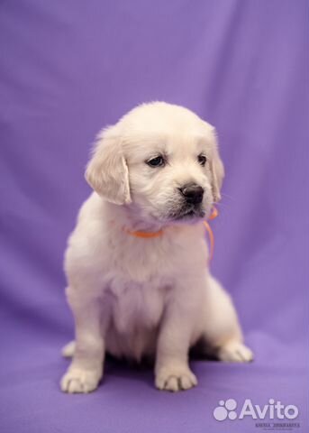 Продаются шикарные щенки золотистого ретривера