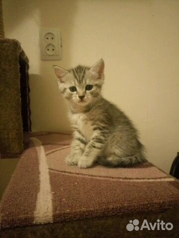 Котенок полубританец