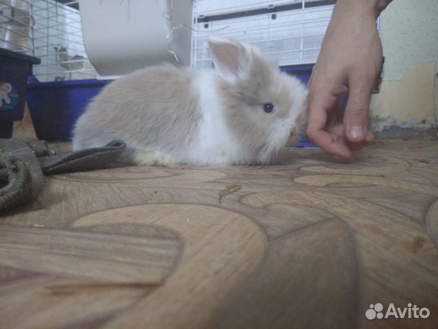 Декоративный крольчонок