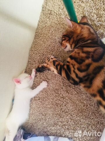 Отдам очень красивого котёнка