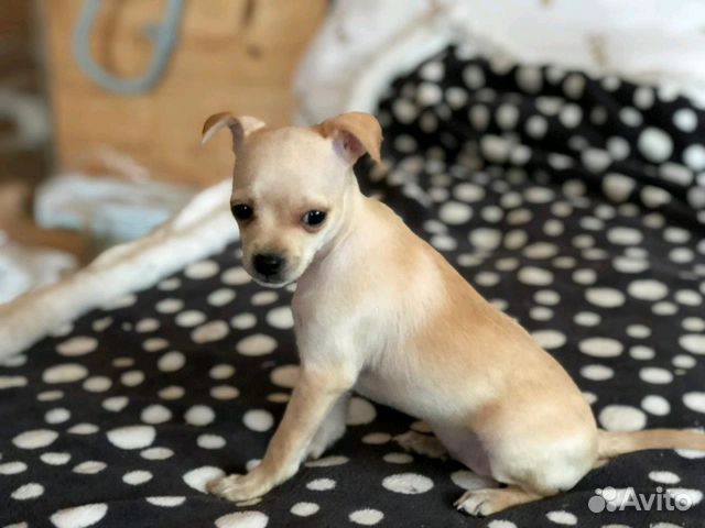 Той -терьры