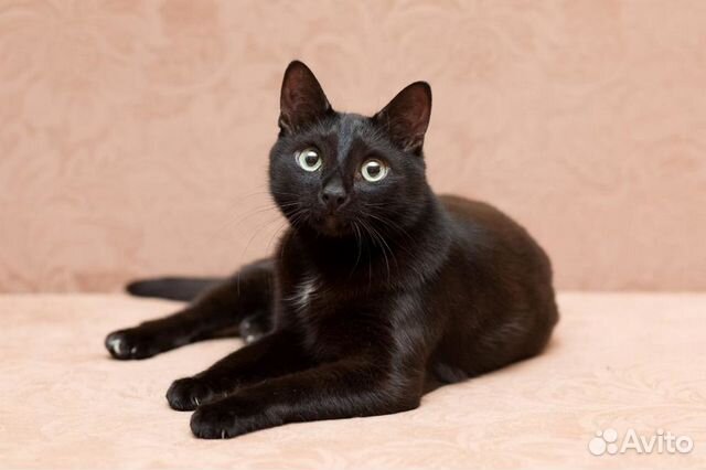 Глазастая, грациозная чёрная кошка Тучка
