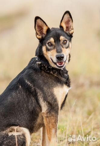 Паровозик Томас - 3 года