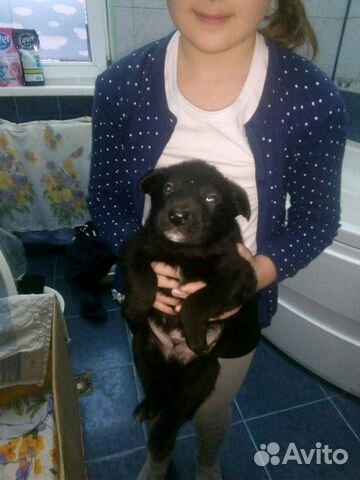 Шенки Немецкой овчарки