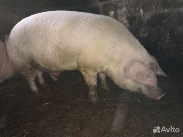 Племенной кабан