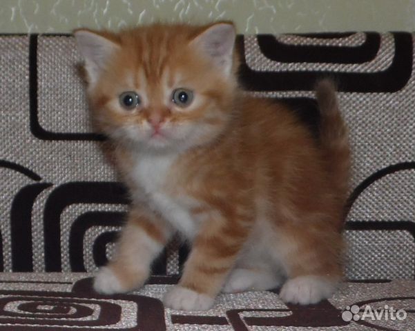 Рыжий котенок метис девочка 1 месяц