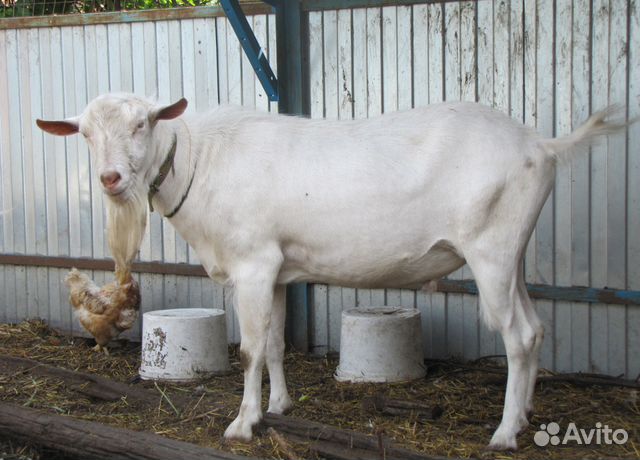 Козёл для вязки