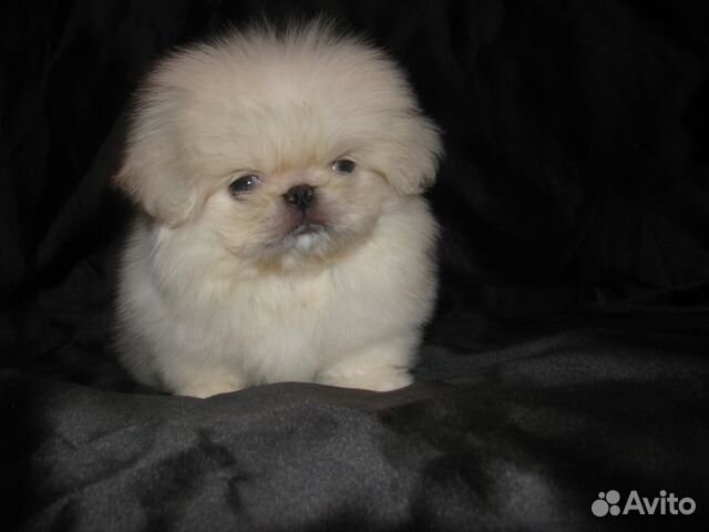 Рукавный пекинес (мини ), мальчик