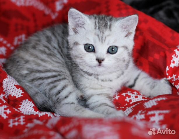 Кошечка - Шотландский Серебристый Табби