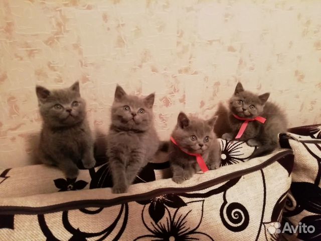 Британские котята