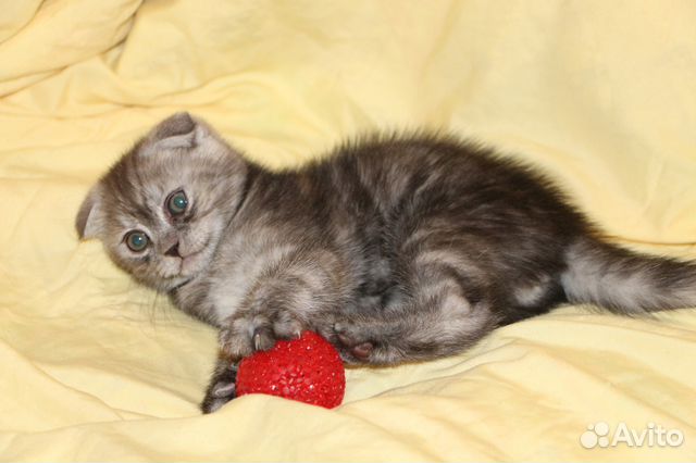 Шотландские котята