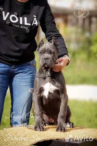 Ангел корсо - мощь, красота и грация