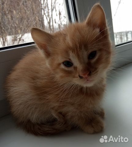 Красивые чистоплотные домашние котята с доставкой