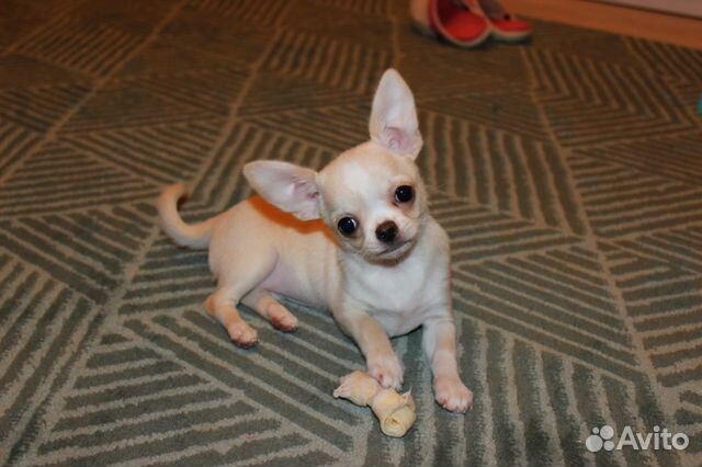 Сука чиха, роскошный Старо - Новогодний подарок