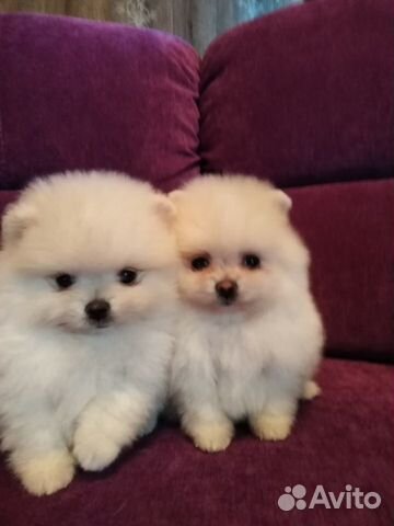 Щенки померанского цвергшпица-минюшки