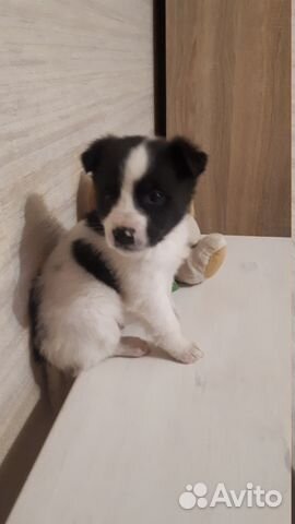 Щенок мальчик 1,5 месяца Бимка