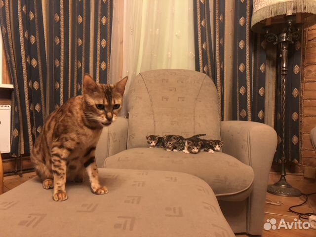 Котята от бенгальской кошки