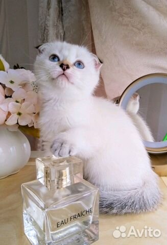 Несравненная Афина. Нежнейшая леди