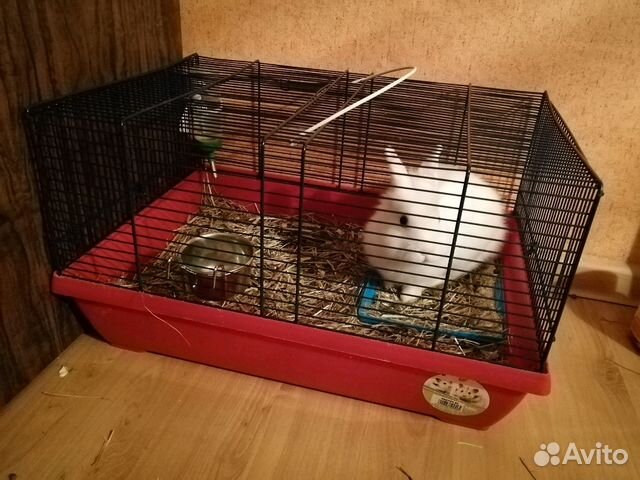 Декоративный кролик с клеткой