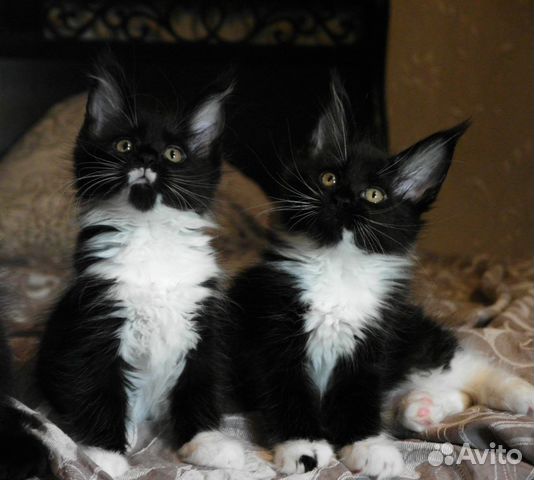 Котята Мейнкун мальчики и девочки