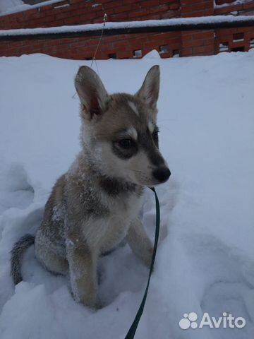 Щенок ищет дом