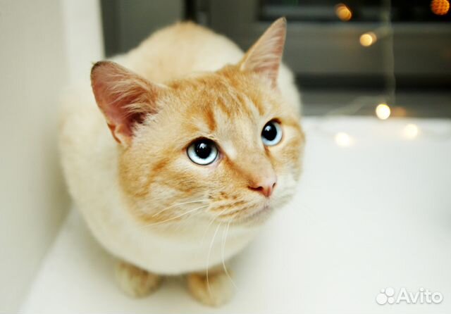 Тайский котик, окрас рэд поинт