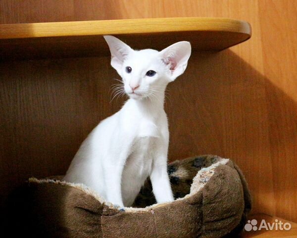 Новогодние снежинки