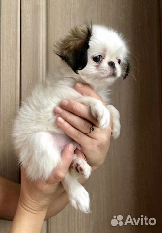 Миниатюрный кобель Японский хин