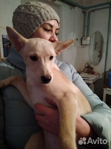 Евочка ищет дом и любящих хозяев