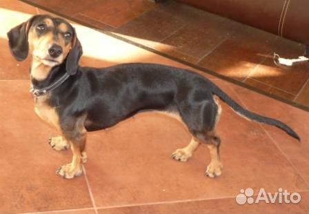 Такса-найденыш ищет новый дом