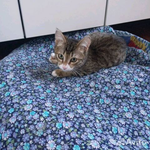 Котенок в добрые руки