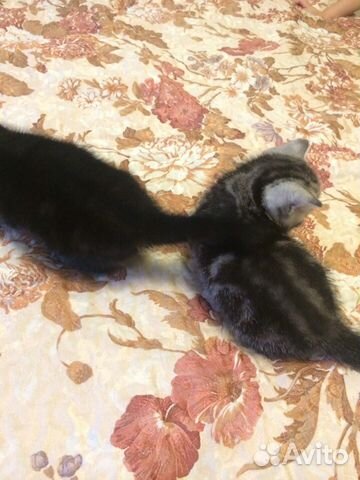 Котята британцы: 1 кошечка и 2 кота