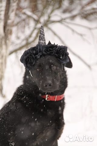 Шира - нежный котенок в теле собаки