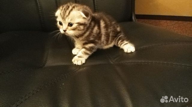 Шотландец вислоухий плюшевый